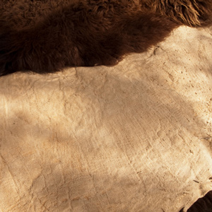 Buffalo - Discover Lewis & Clark