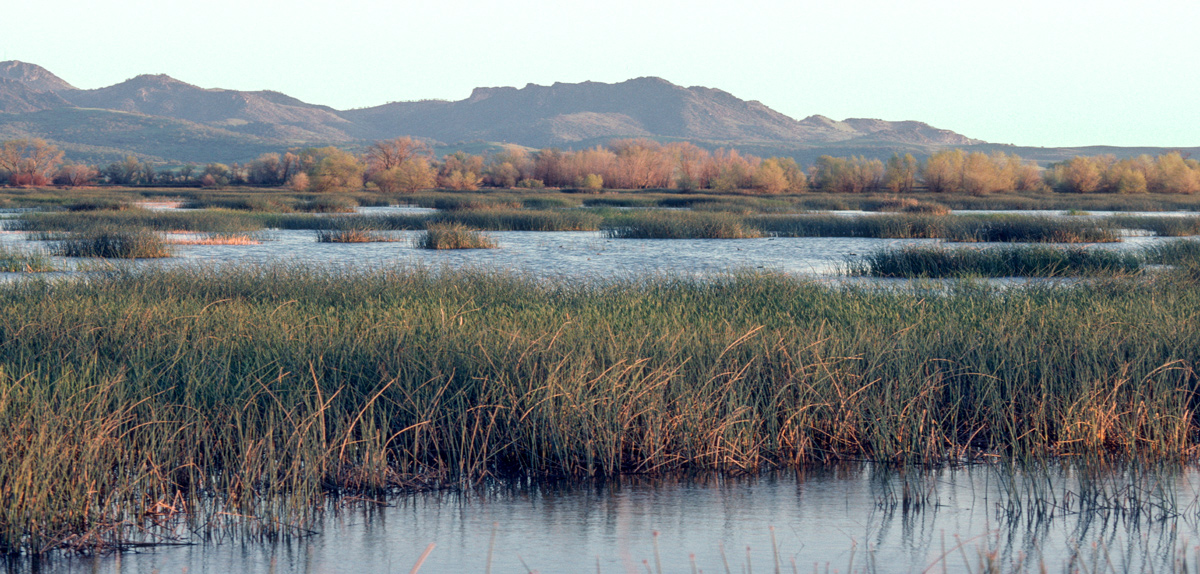 Bulrushes (Tules) - Discover Lewis & Clark