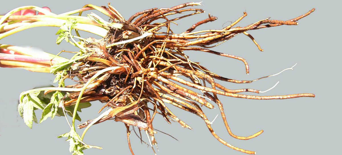 May 16, 1806 - Discover Lewis & Clark