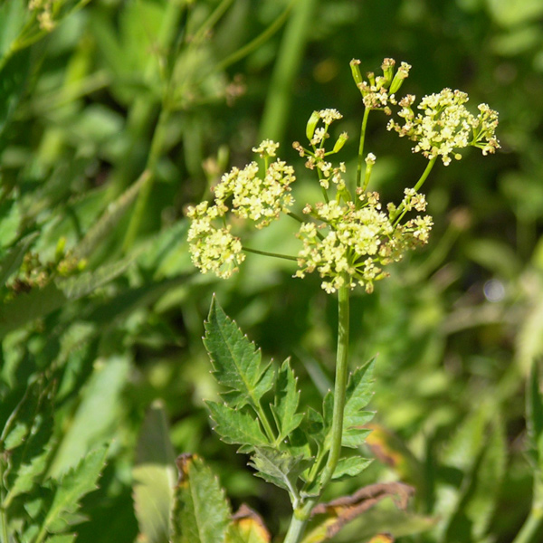 Western Sweet Cicely - Discover Lewis & Clark