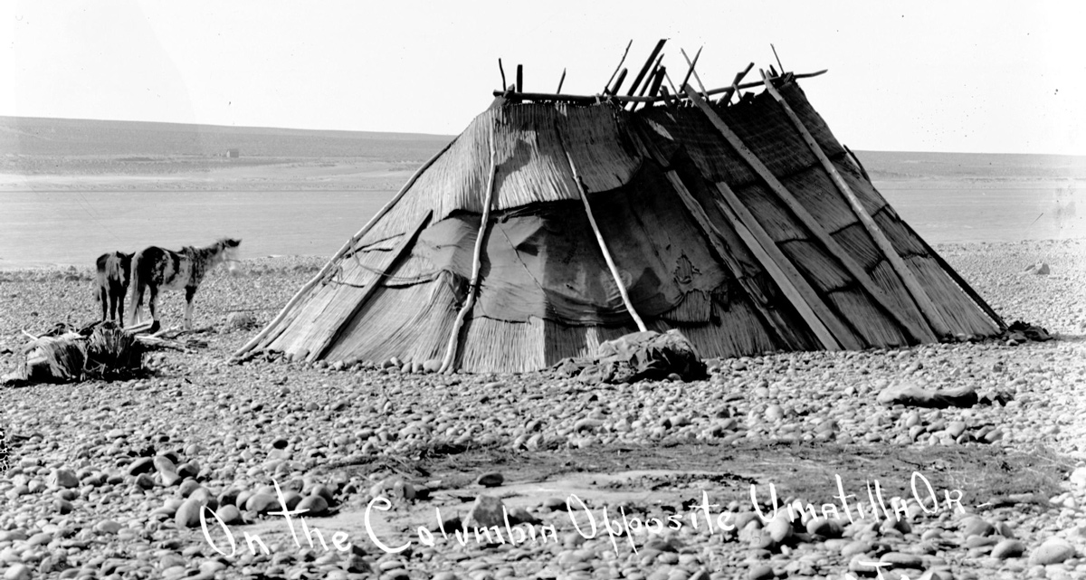 Bulrushes (Tules) - Discover Lewis & Clark